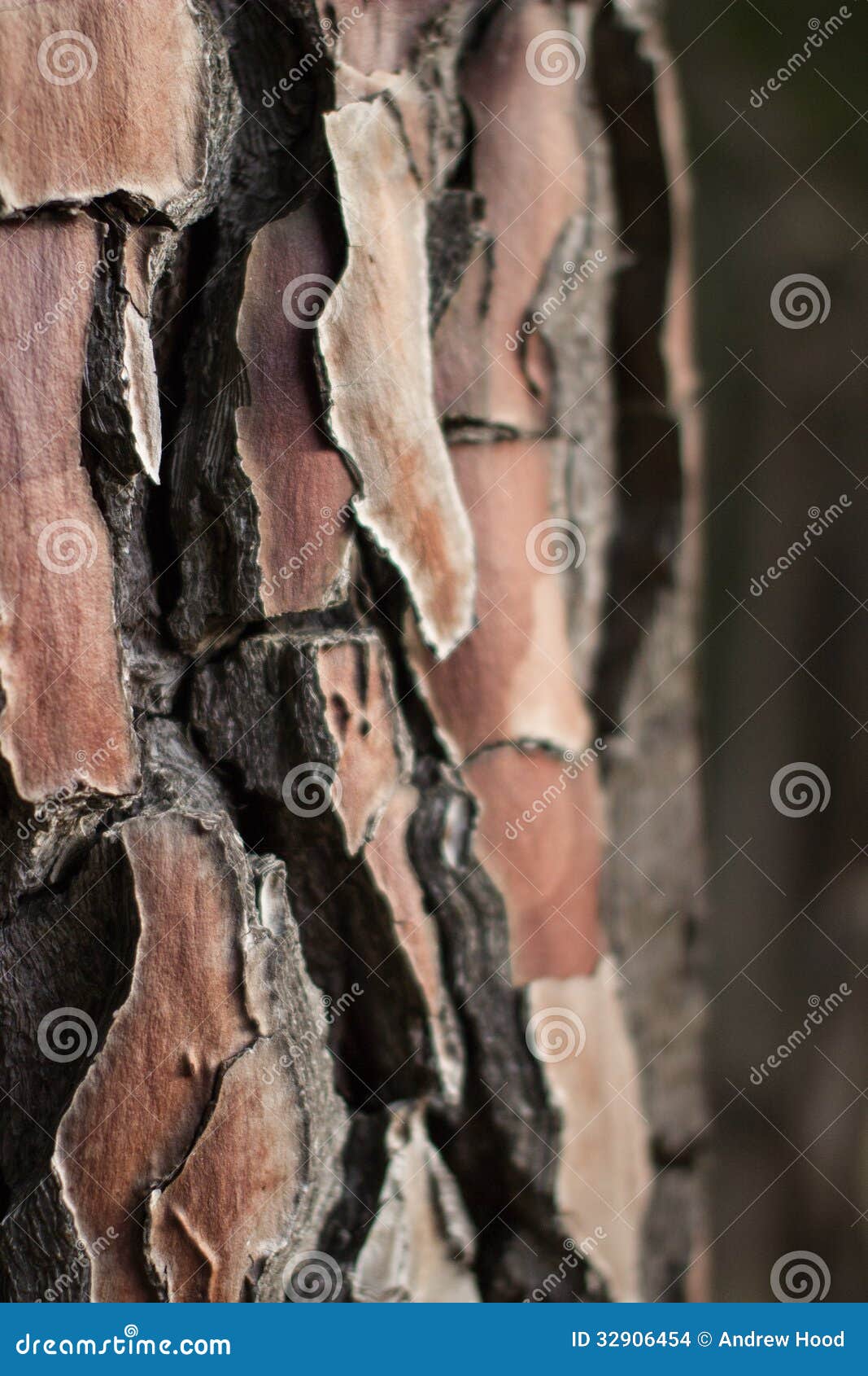 Chunky pine bark texture stock photo. Image of chunk - 32906454