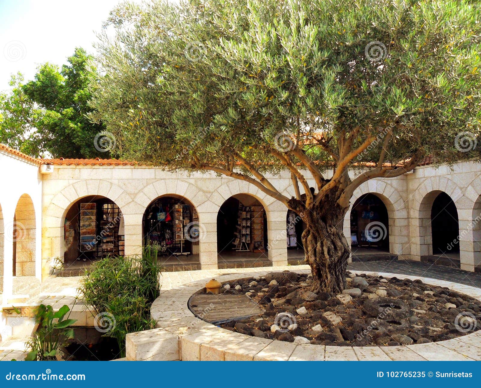 Church Courtyard with Olive Tree, Tabgha, Israel Stock Image - Image of ...