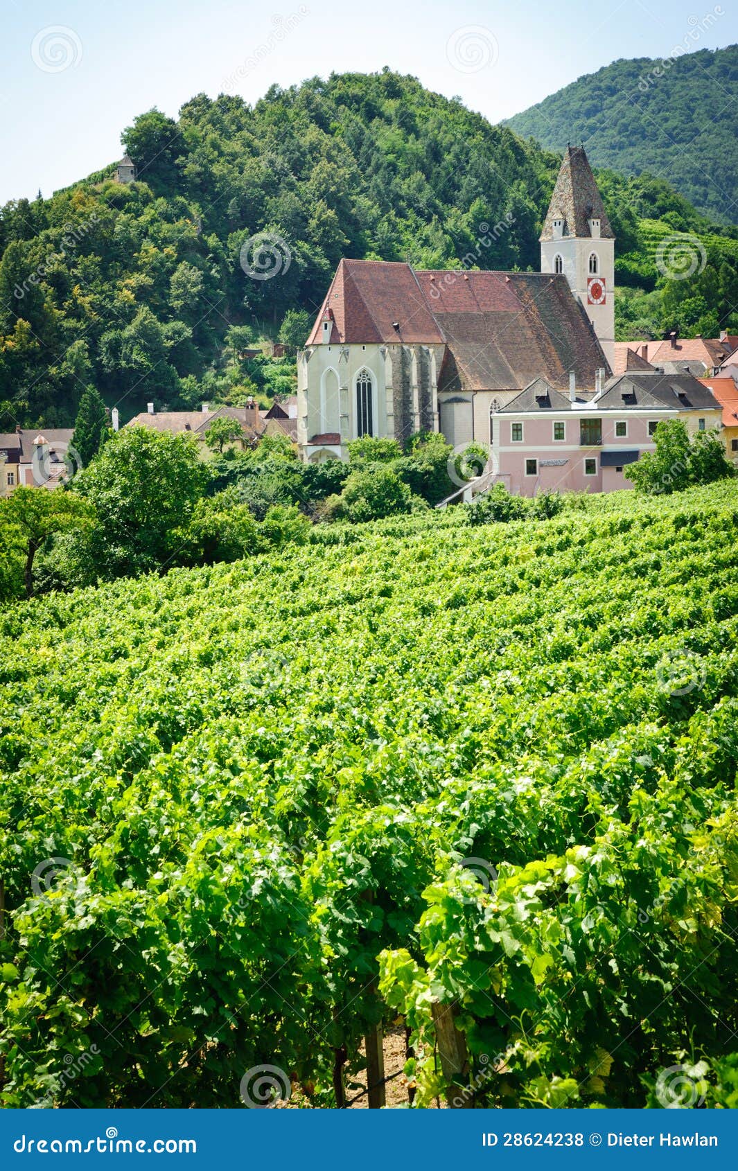 Church and Grape Vine stock photo. Image of grow, botany - 28624238
