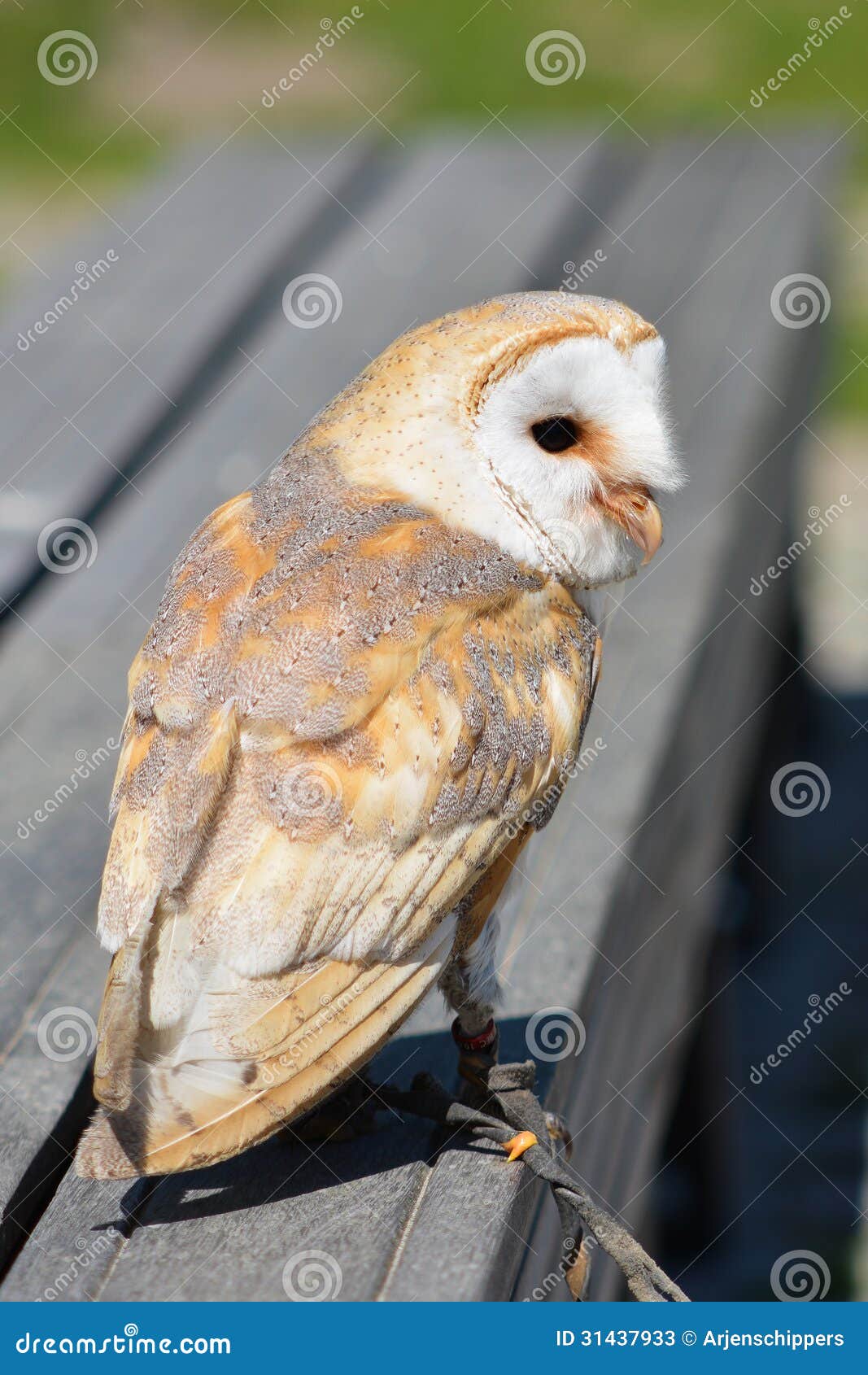 Church owl sitting stock image. Image of prey, eyes, nature - 31437933