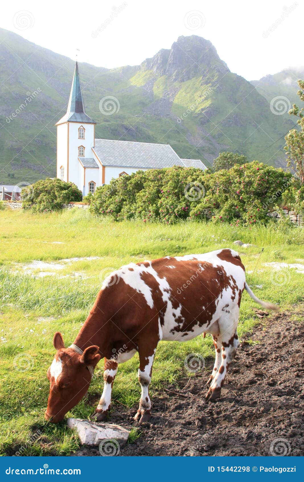 Church of Varlberg and Cows Stock Photo - Image of experience ...