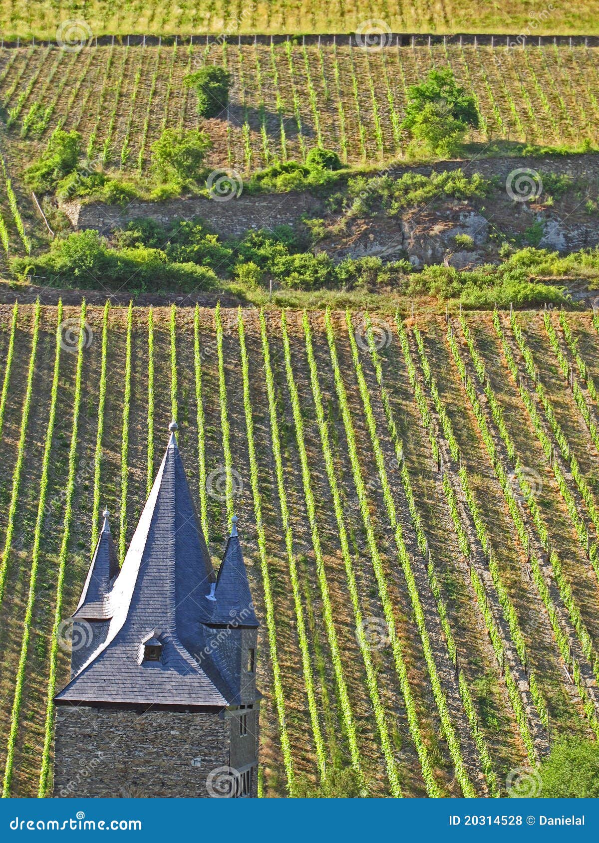 Church in vineyard stock photo. Image of hill, rows, lonely - 20314528