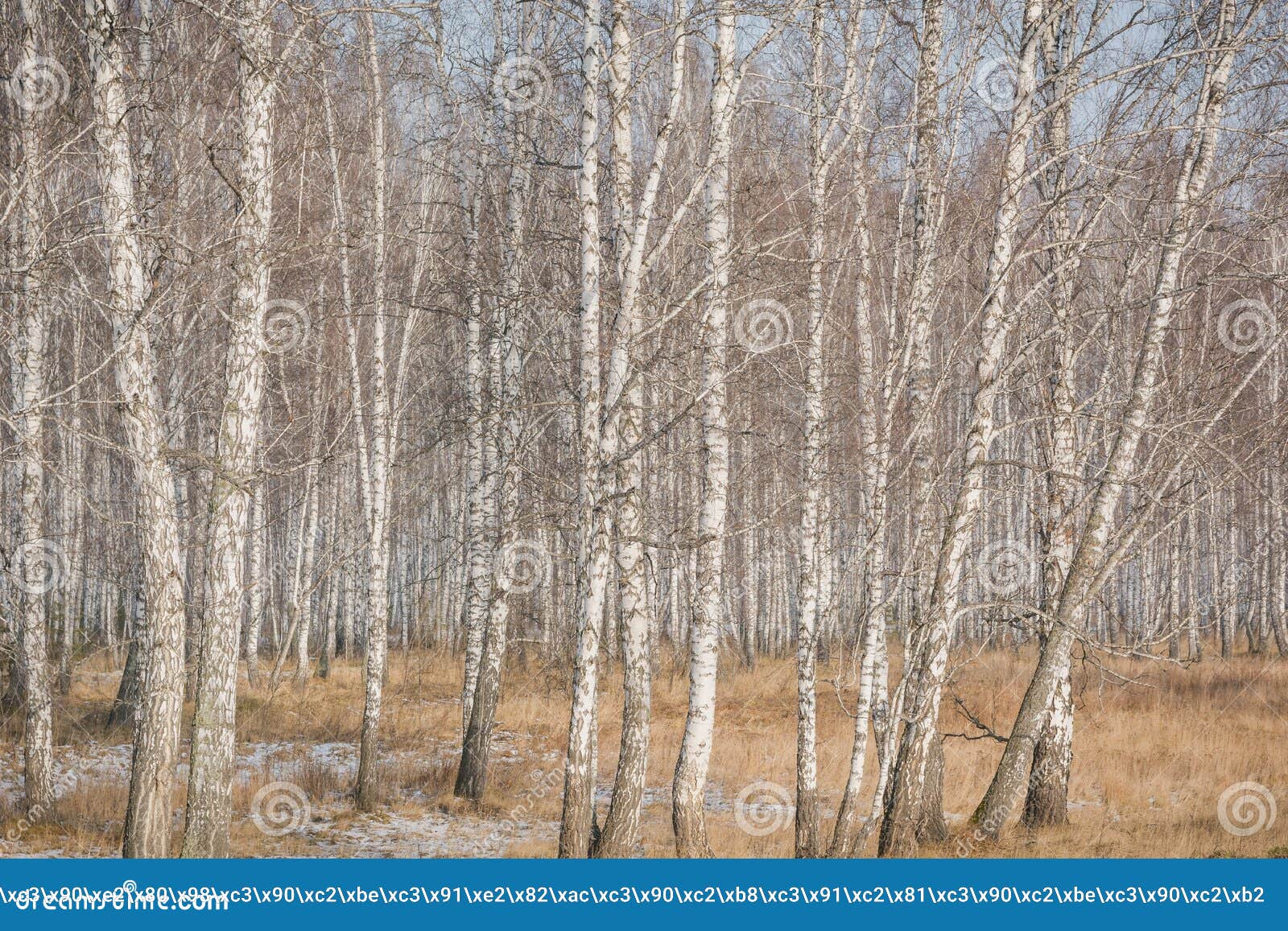 Chute De Bouleaux Fond De Bouleau Texture D'un Bouleau Photo stock ...