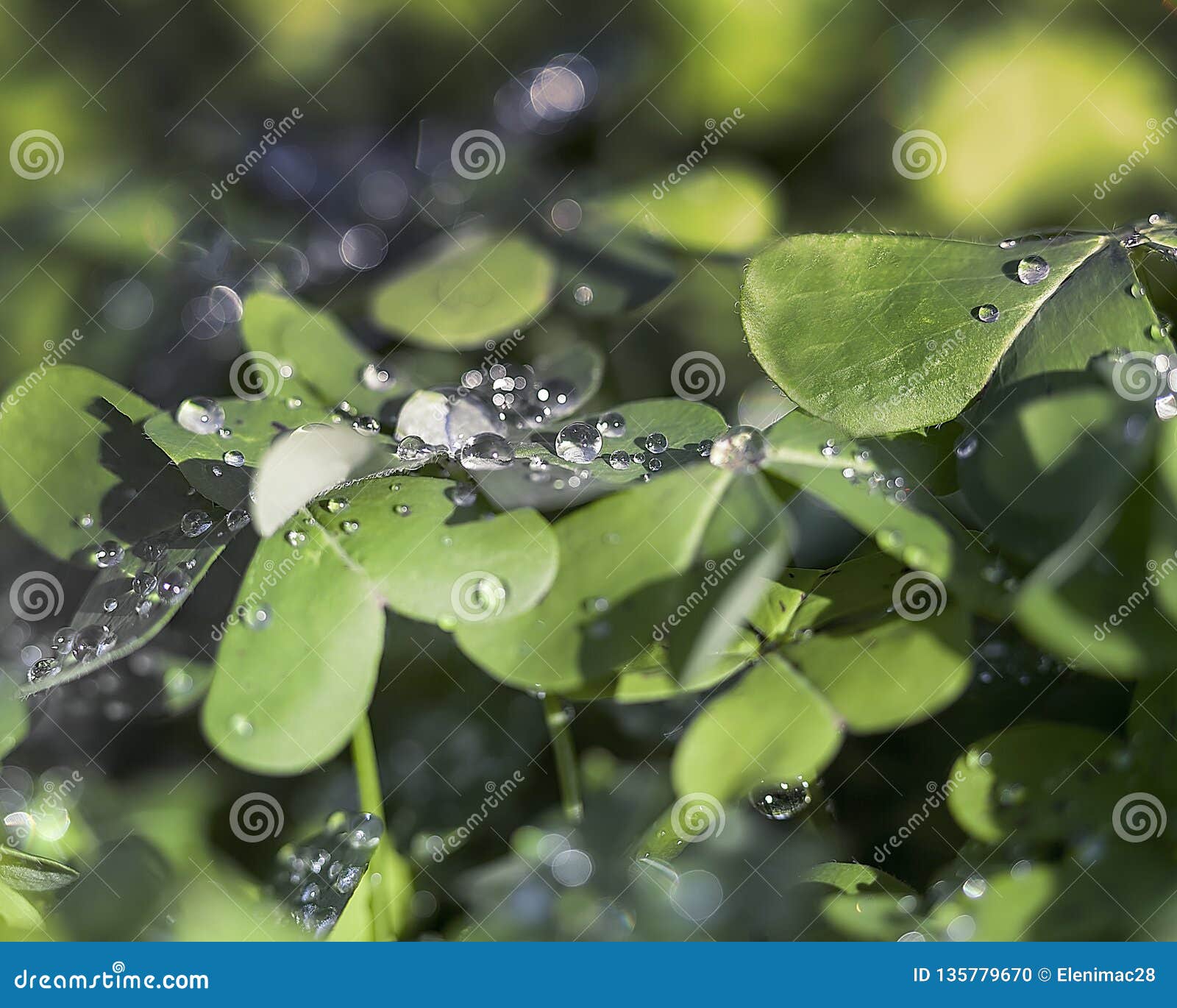 A Chuva Orvalha Close Up Extremo Isolado Foto de Stock - Imagem de ...