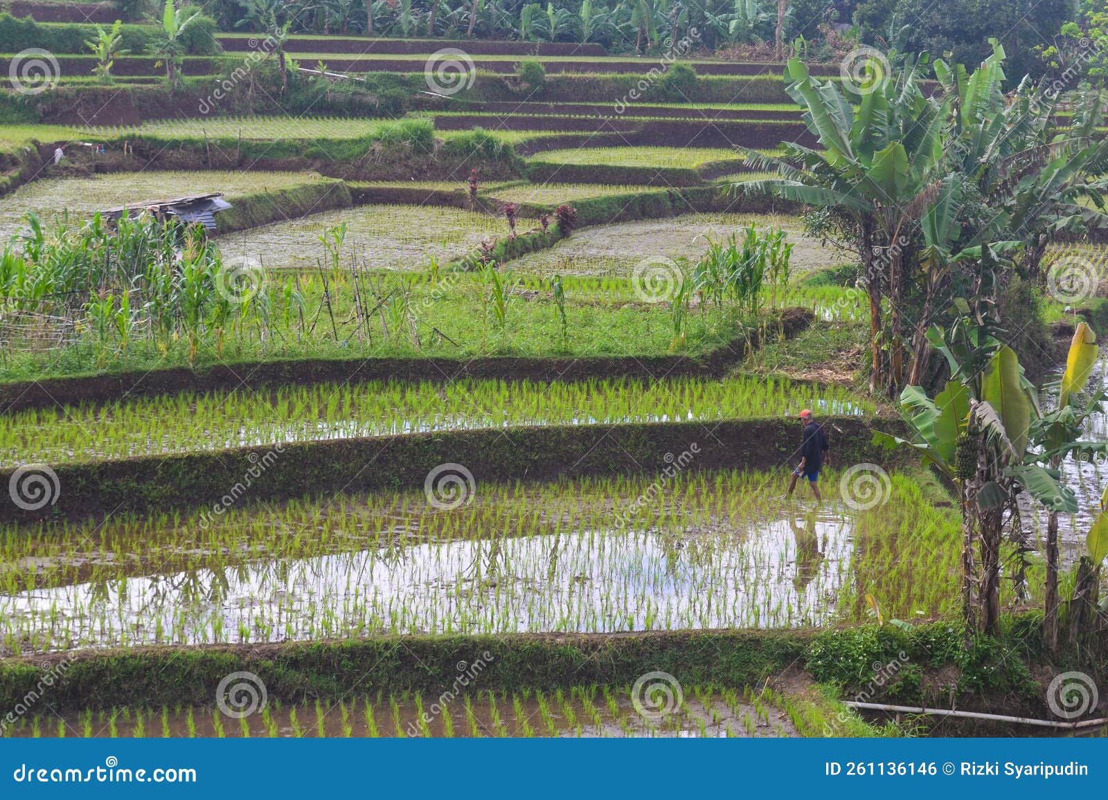 Rice Terraces in Cianjur, West Java, Indonesia. Beautiful Indonesia ...