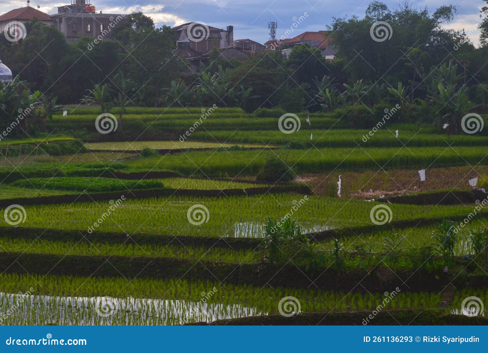 Rice Terraces in Cianjur, West Java, Indonesia. Beautiful Indonesia ...