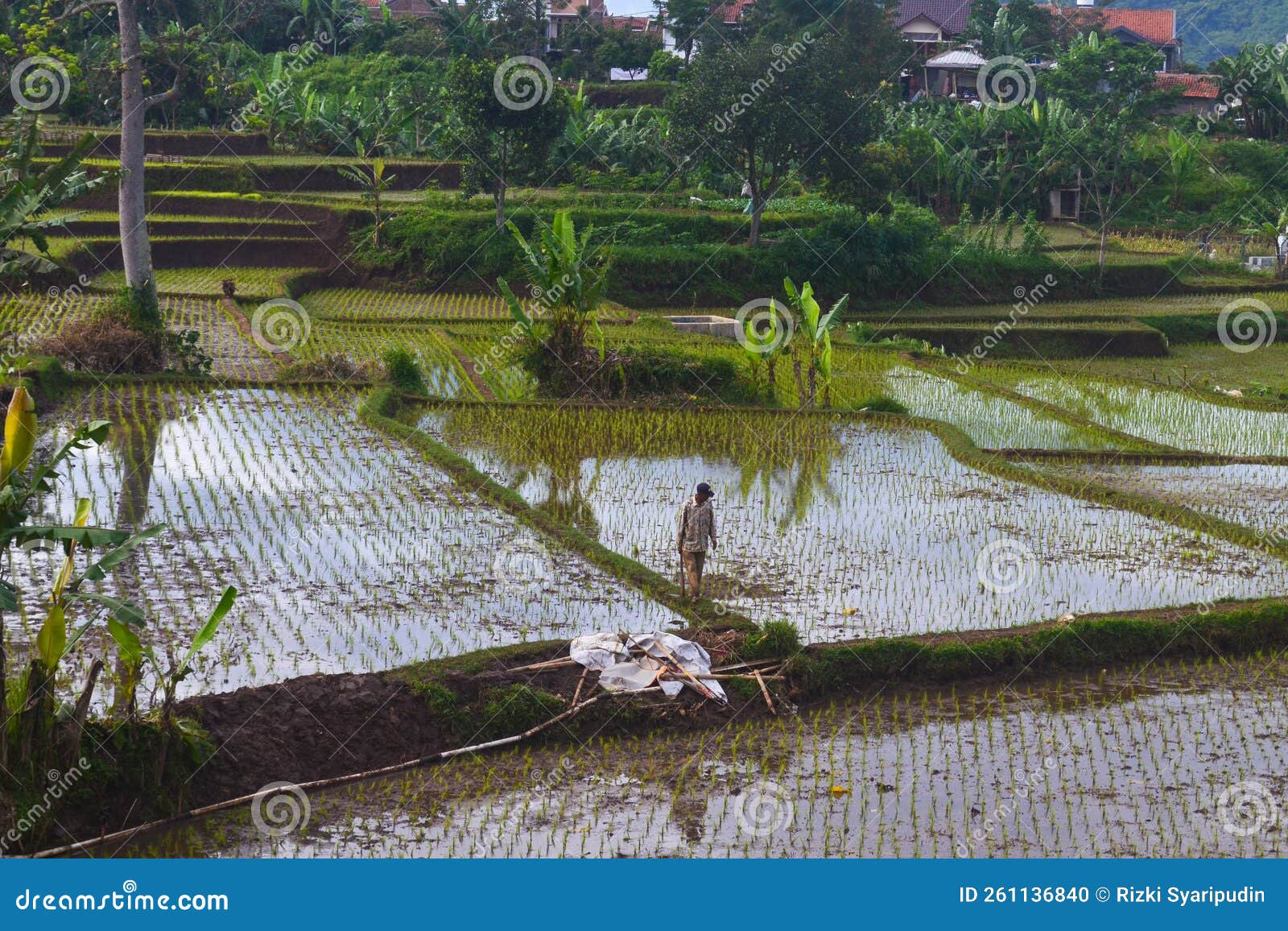Rice Terraces in Cianjur, West Java, Indonesia. Beautiful Indonesia ...