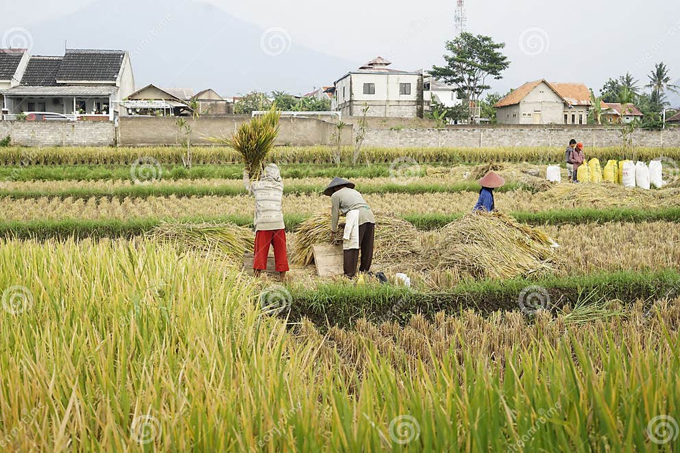 Cianjur, West Java. Indonesia. October 01, 2021. Farmers are Harvesting ...