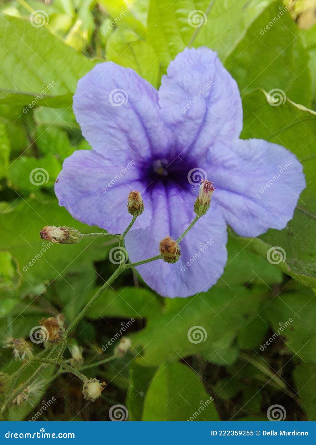 Cibitung, Bekasi West Java. Purple Flower Stock Image - Image of baru ...