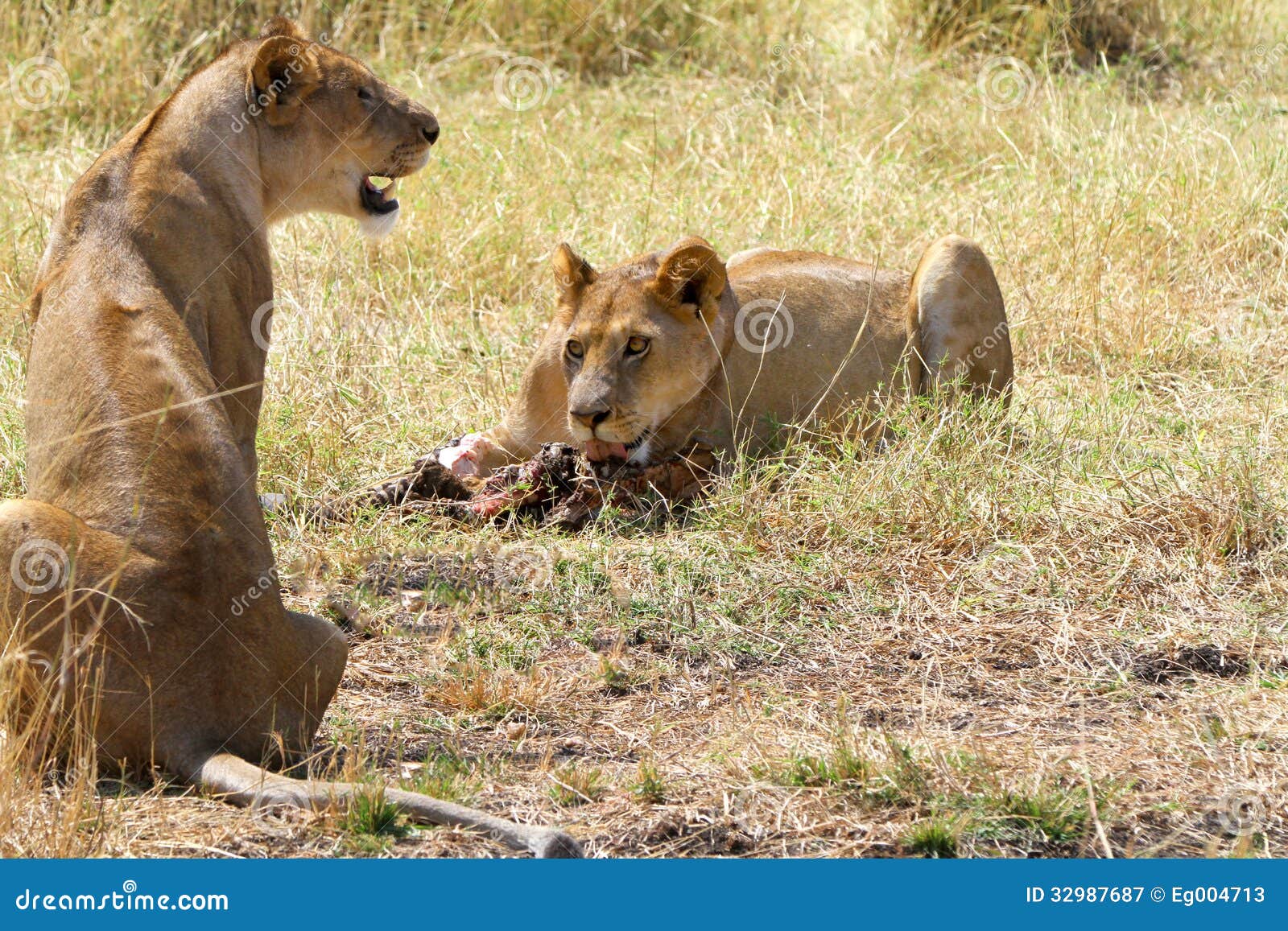 Cibo dei leoni immagine stock. Immagine di branche, prigioniero - 32987687