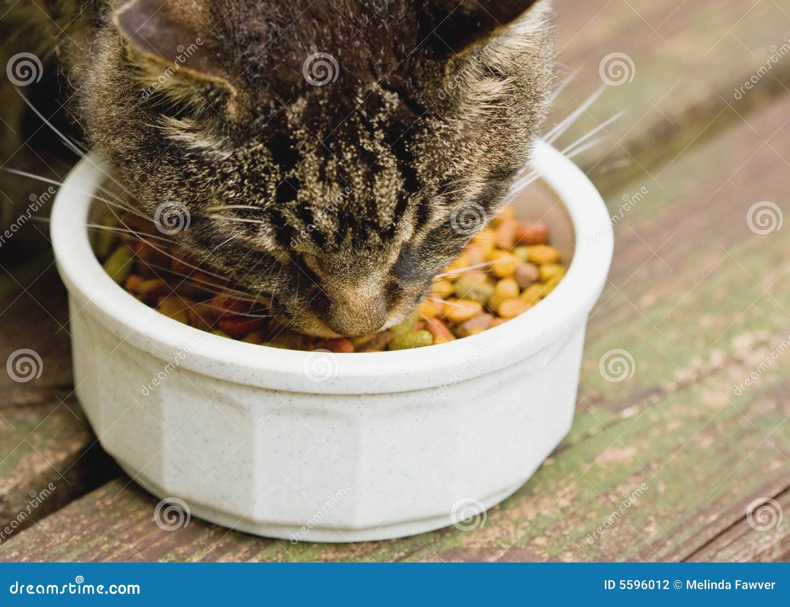 Cibo del gatto fotografia stock. Immagine di piattaforma - 5596012