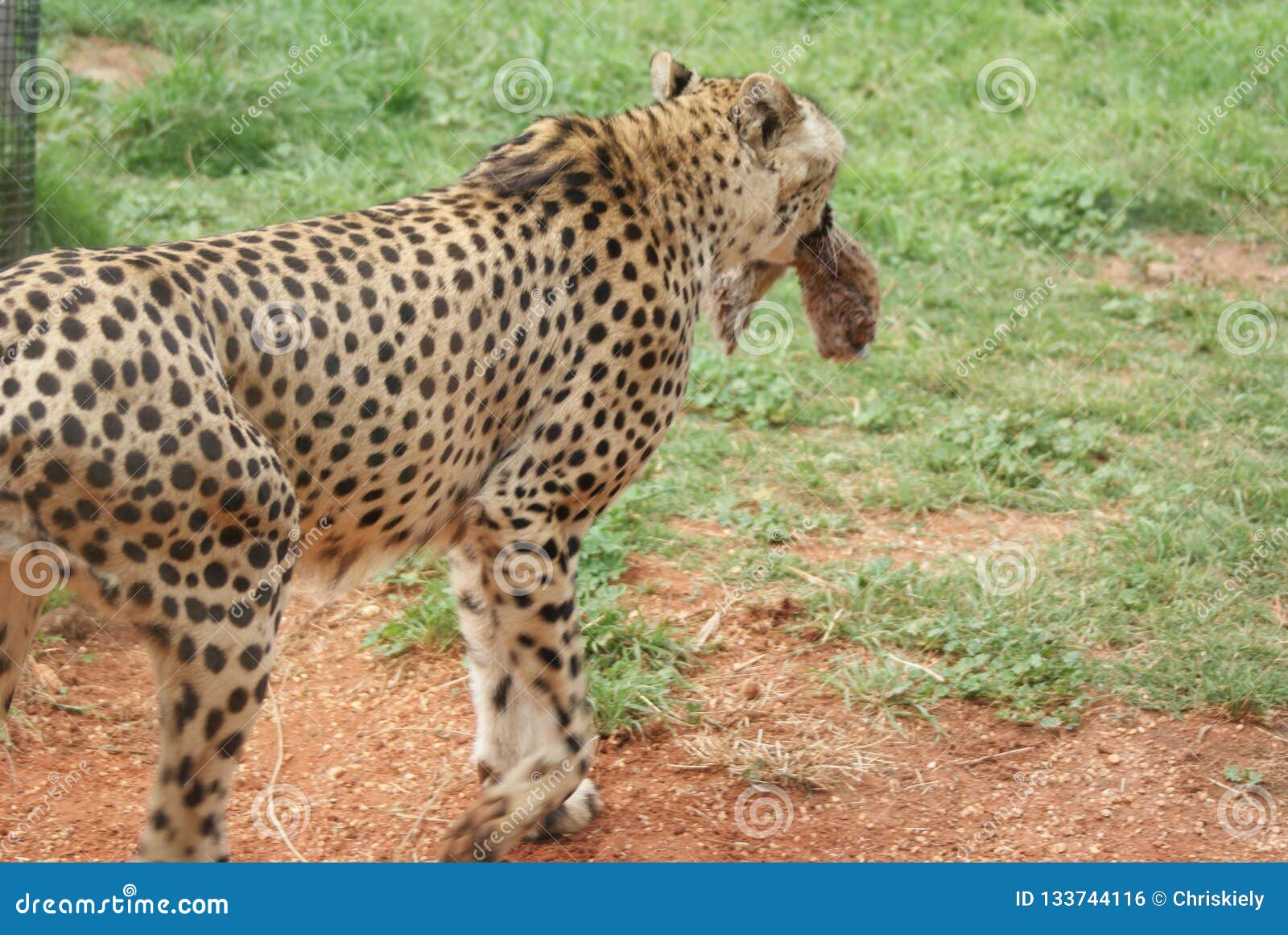 Cibo del ghepardo fotografia stock. Immagine di animale - 133744116
