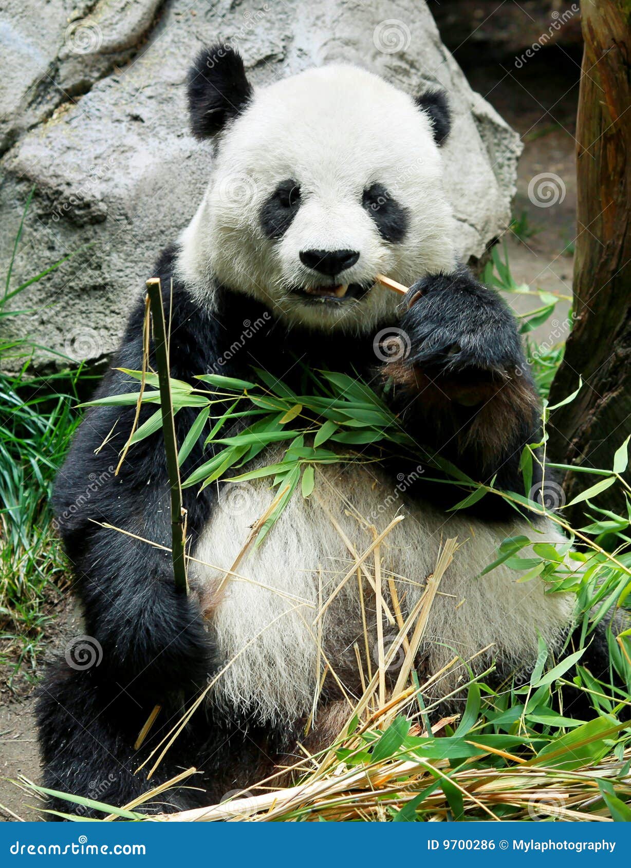 Cibo dell'orso del panda fotografia stock. Immagine di cinese - 9700286