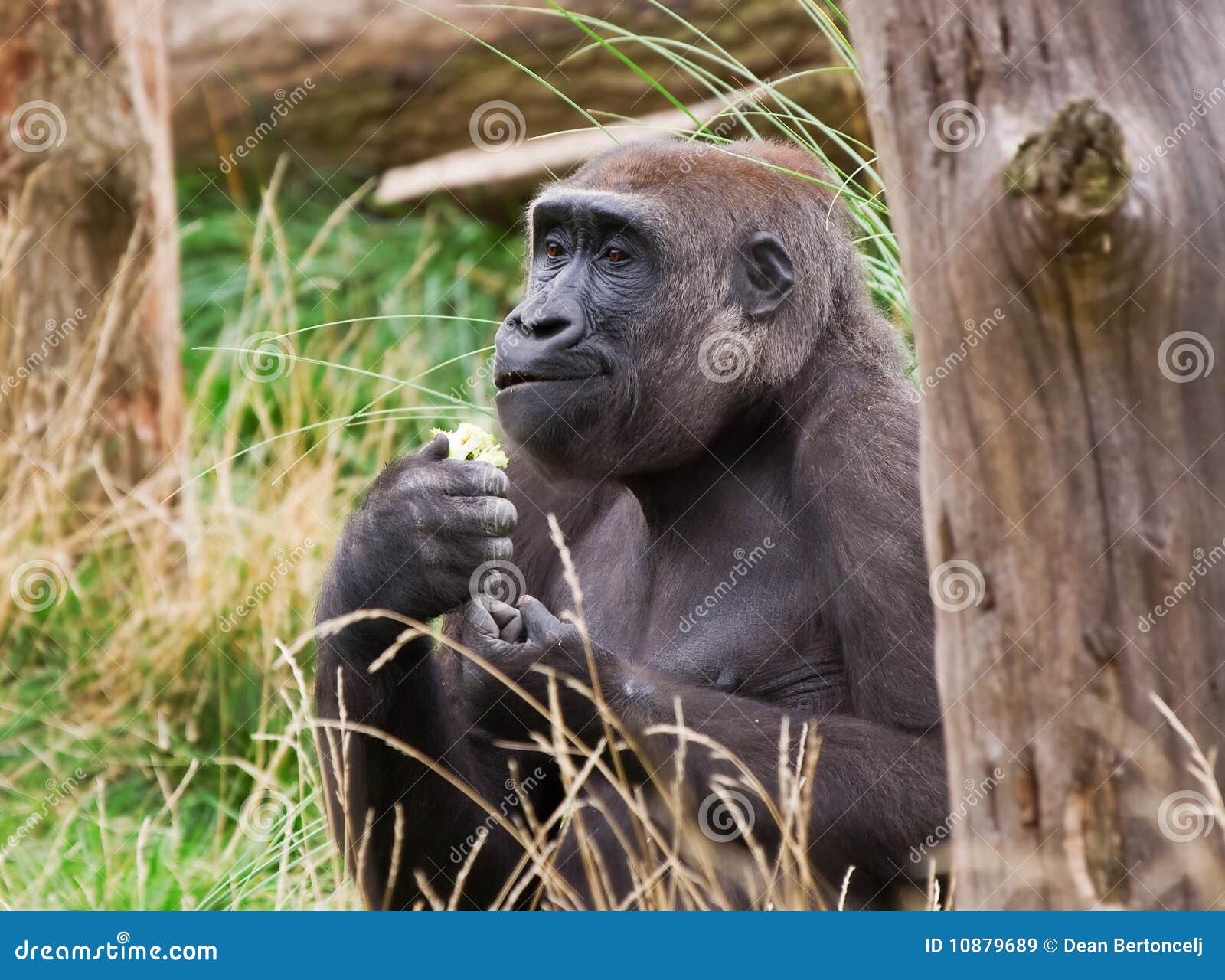 Cibo della gorilla immagine stock. Immagine di verdure - 10879689