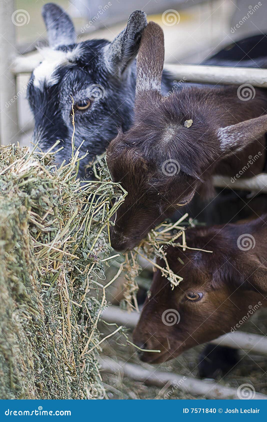 Cibo Delle Capre Del Bambino Fotografia Stock - Immagine di capra ...