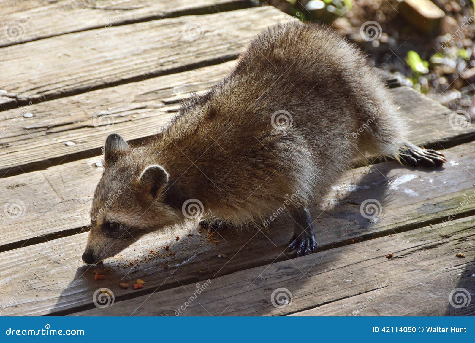 Cibo di procione lavatore fotografia stock. Immagine di unito - 42114050