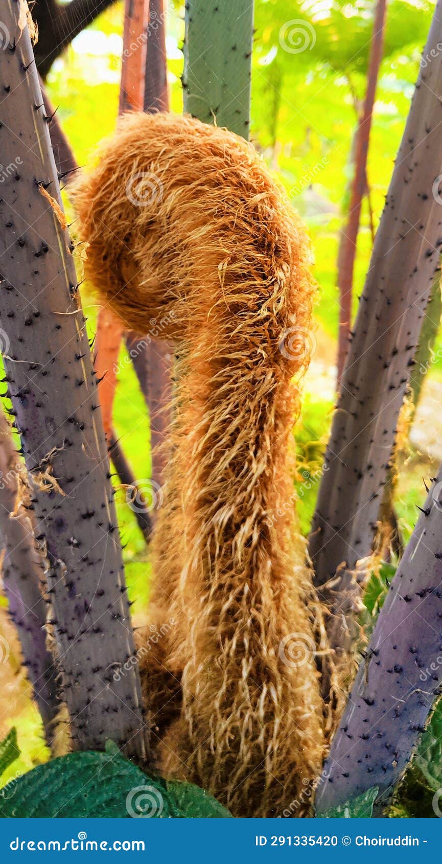 Cibotium Barometz Type from Indonesia Stock Photo - Image of barometz ...