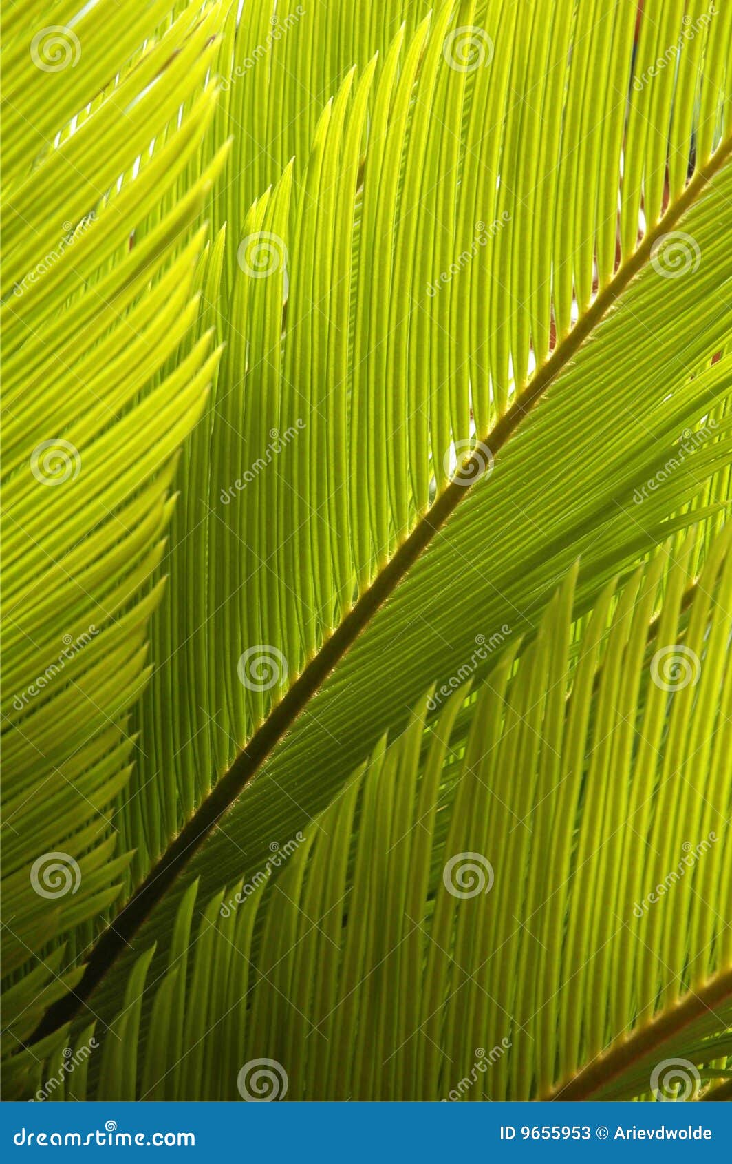 Cica plant stock image. Image of colorful, background - 9655953