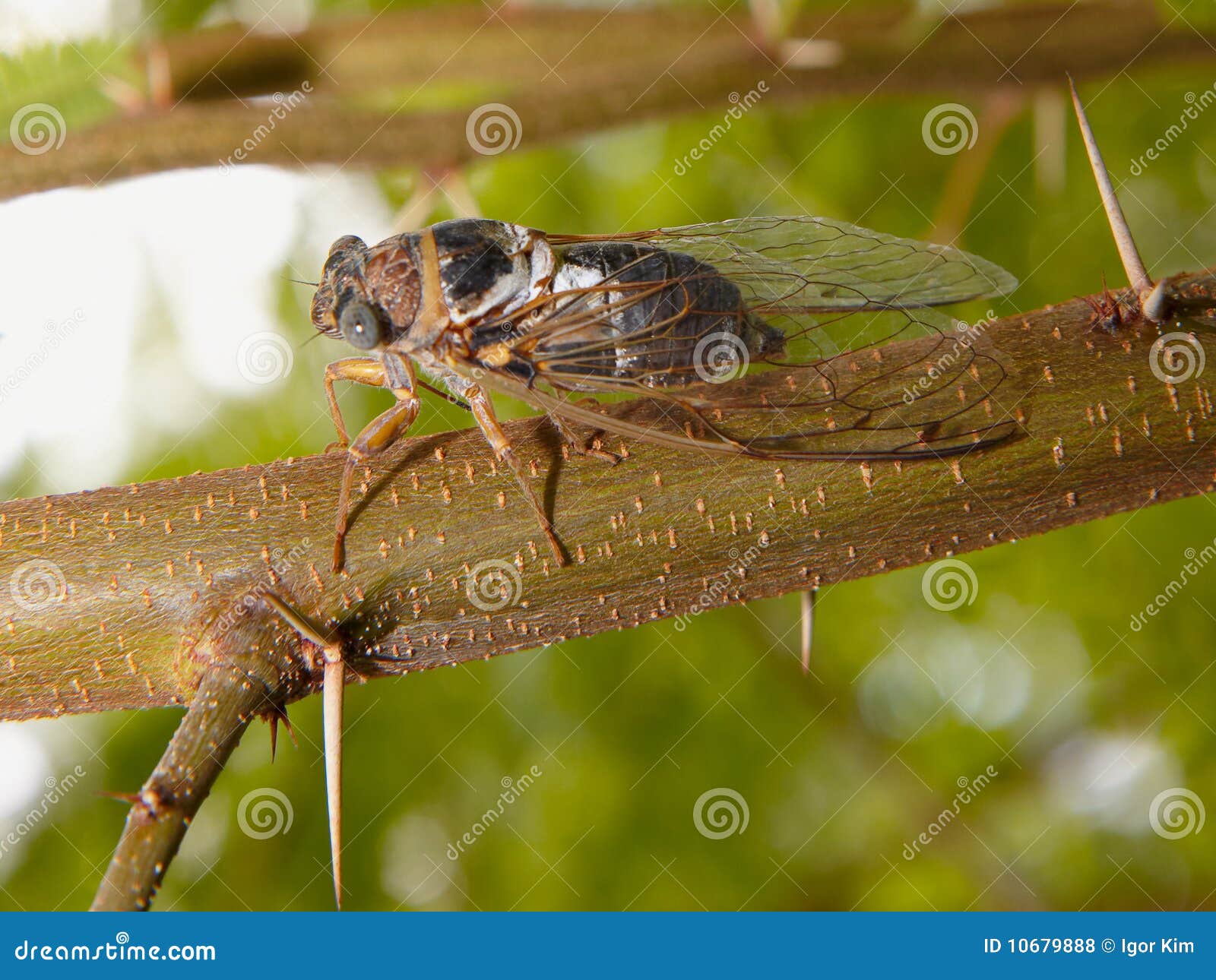 Cicada stock photo. Image of bright, garden, macro, closeup - 10679888