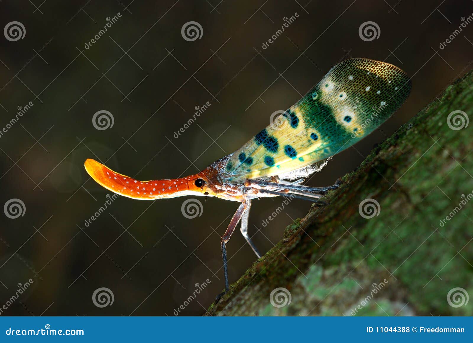 Cicada stock photo. Image of cicada, molt, molting, armor - 11044388