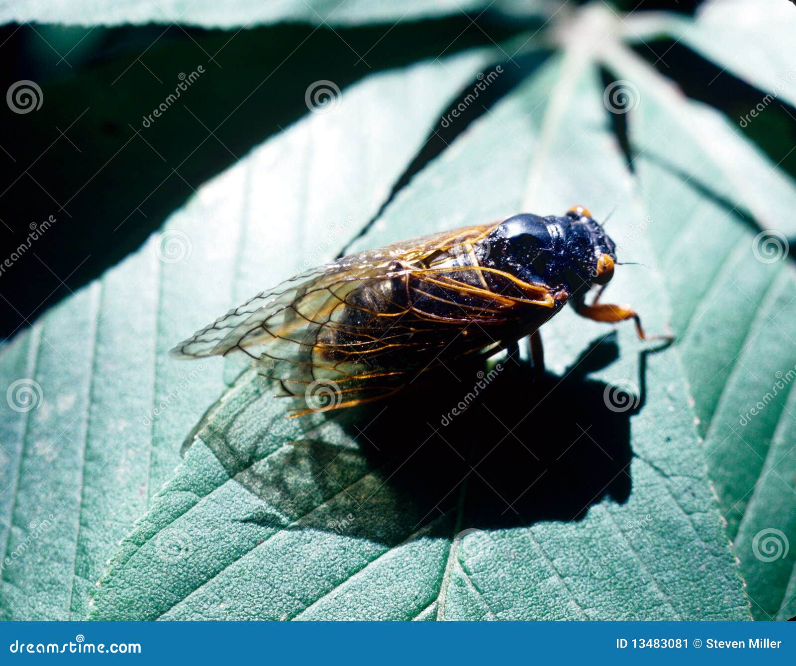 Cicada stock image. Image of noisy, pest, insect, locust - 13483081