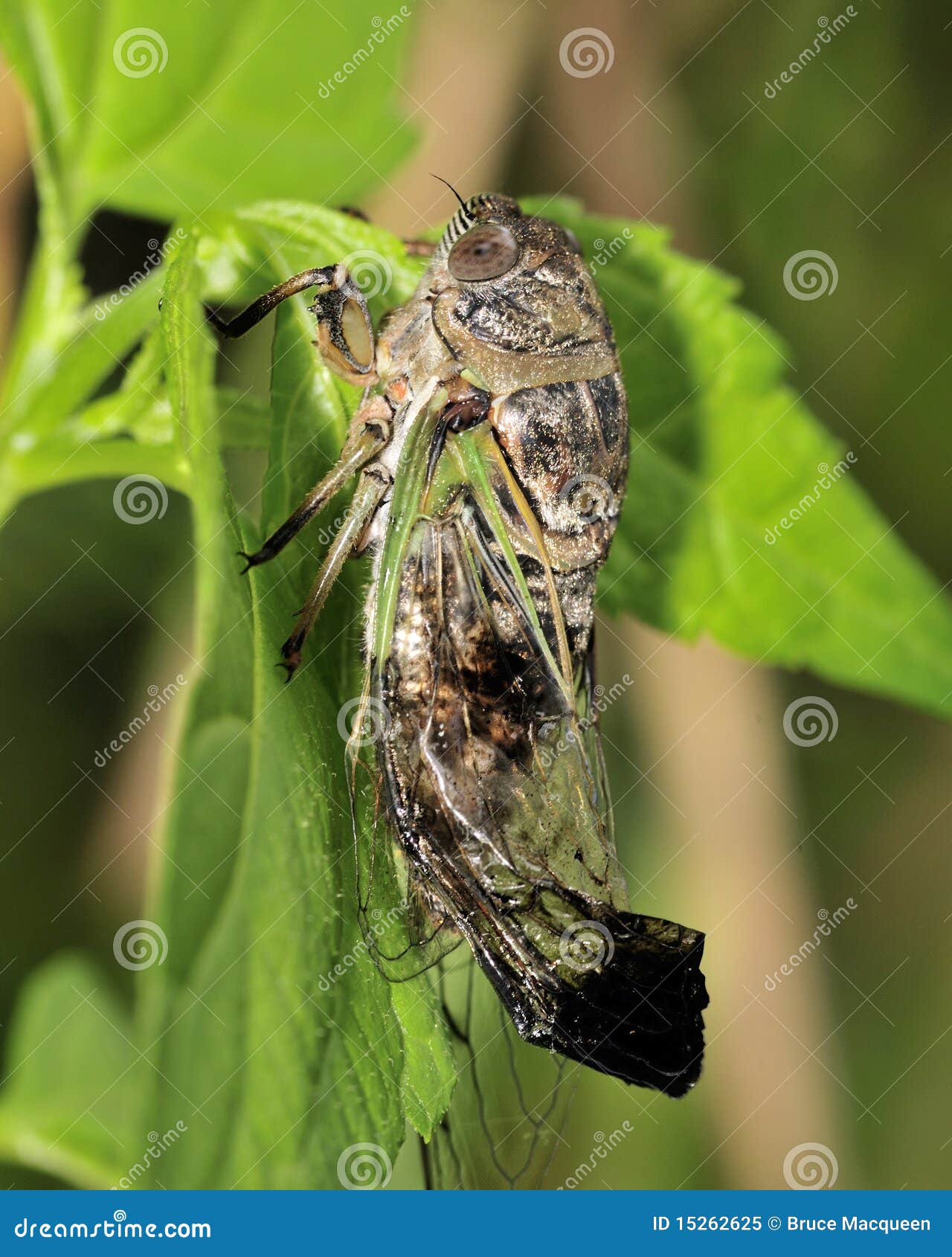 Cicada stock image. Image of close, nature, cicada, pest - 15262625