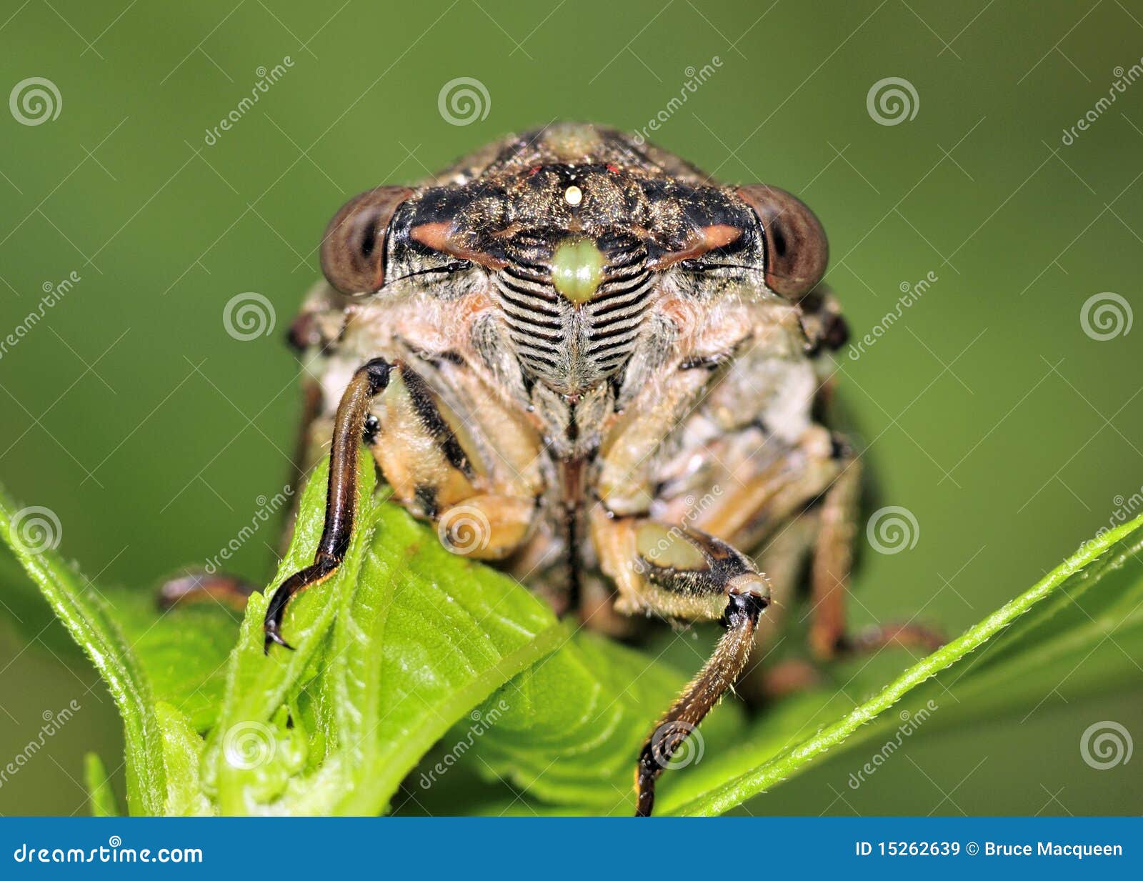 Cicada stock image. Image of nature, area, cicada, insect - 15262639