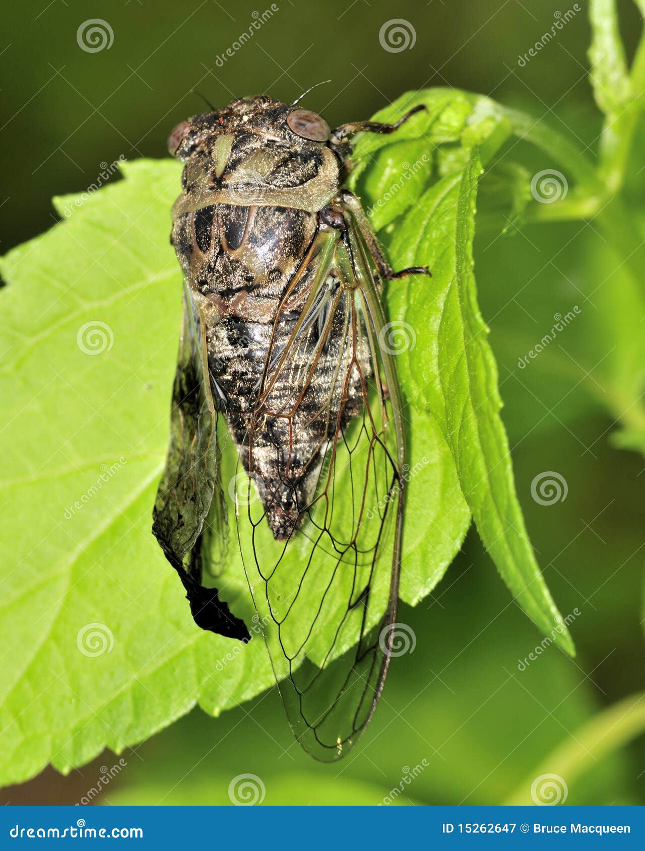 Cicada stock image. Image of insect, area, wildlife, cicada - 15262647
