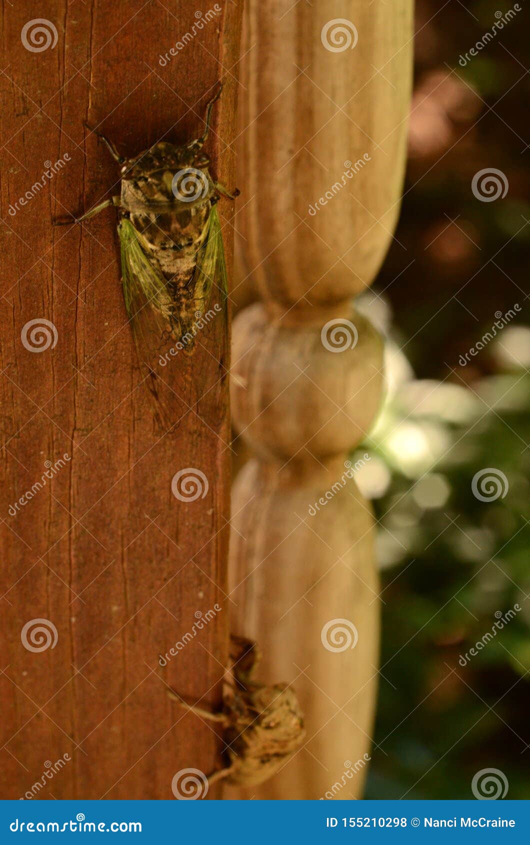 Cicada Newly Hatched from Exuvia Stock Photo - Image of membranes, head ...