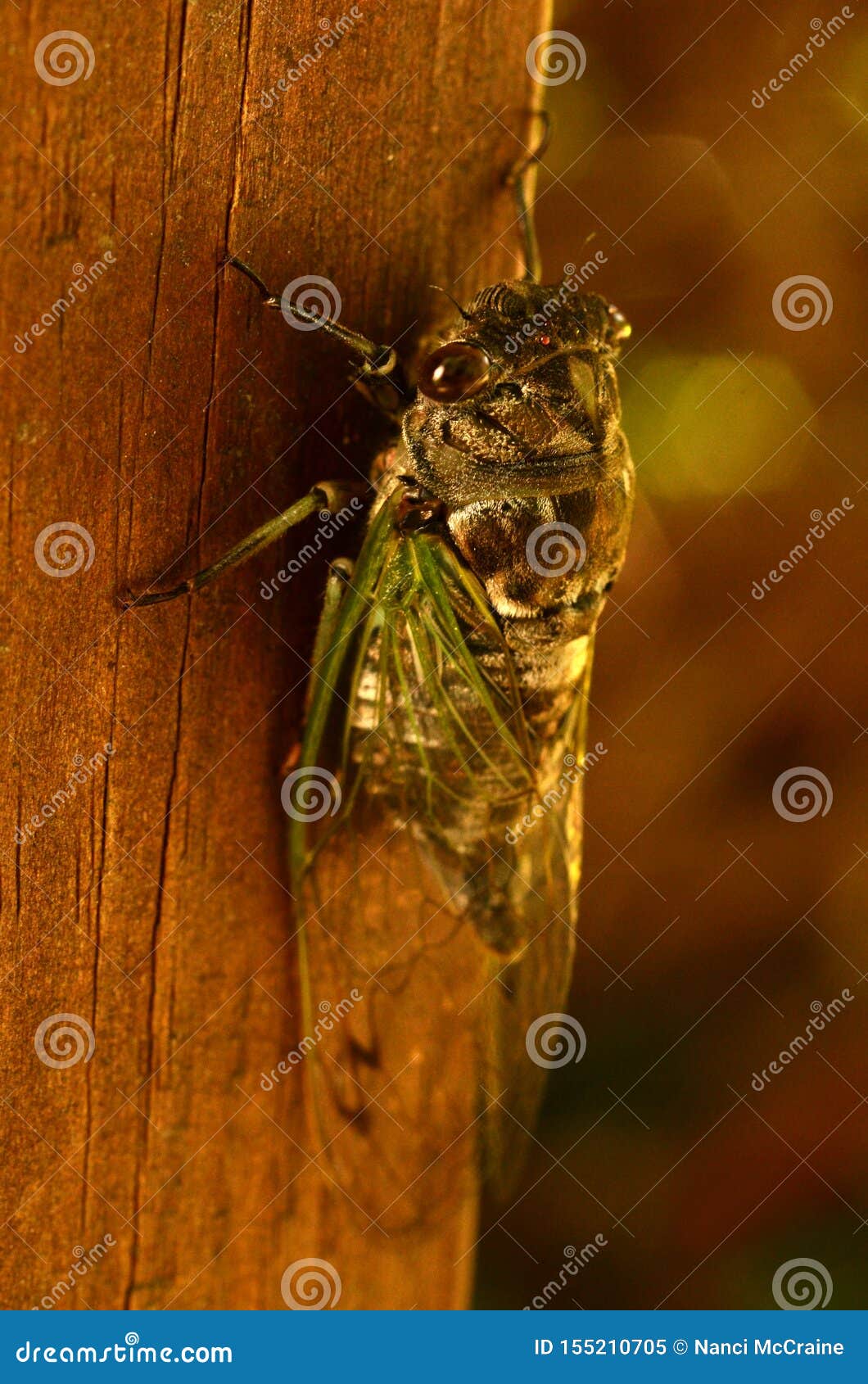 Cicada Closeup after Wings Unfurled Stock Image - Image of rostrum ...