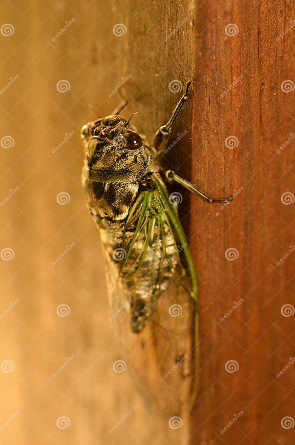 Cicada Insects Produce Very Loud Sounds Stock Photo - Image of ...