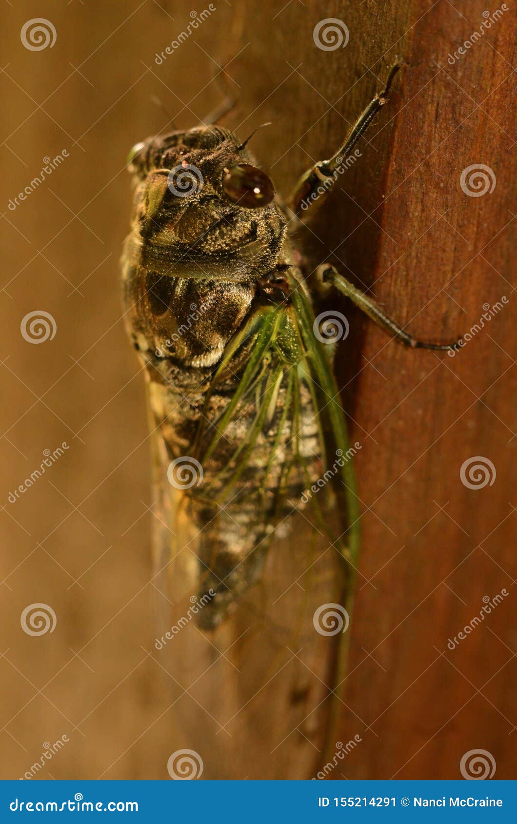 Cicada Closeup Showing Big Round Brown Eyes Stock Image - Image of ...