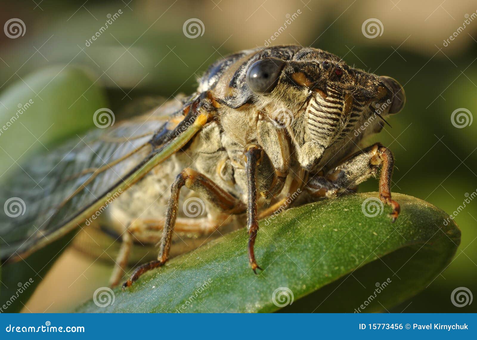 Cicada stock photo. Image of cicada, detail, insect, nature - 15773456