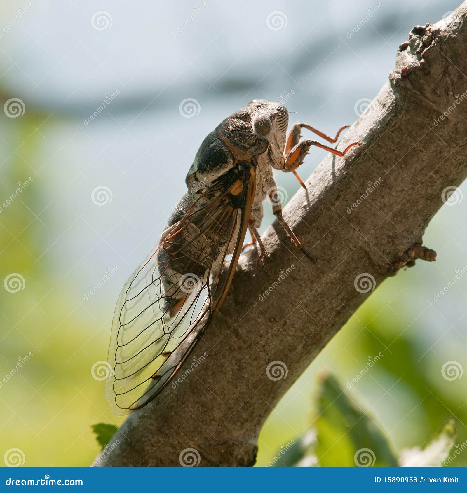 Cicada stock photo. Image of noisy, plant, spring, brown - 15890958
