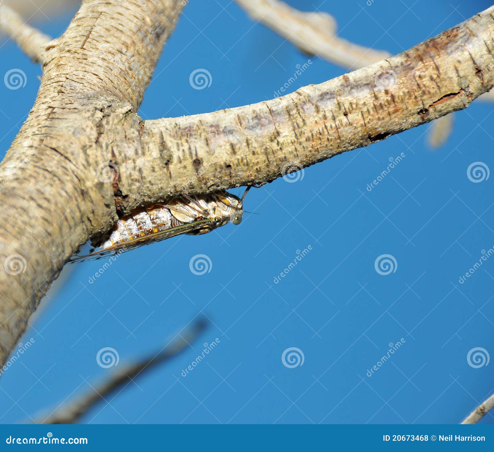 Cigale Cicada Alive Insect Close-up On The Tree, Symbol Of Provence And ...