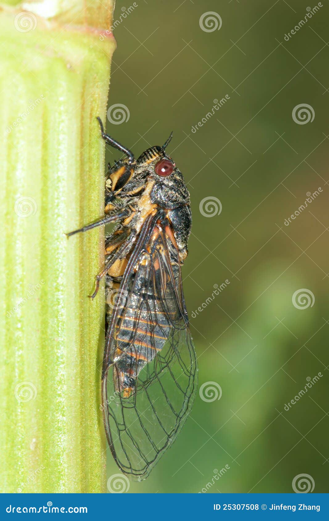 Cicada stock photo. Image of close, closeup, lateral - 25307508