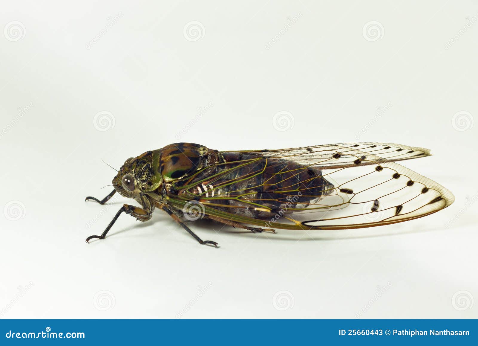 Cicada stock image. Image of buzz, europe, swamp, sylvan - 25660443