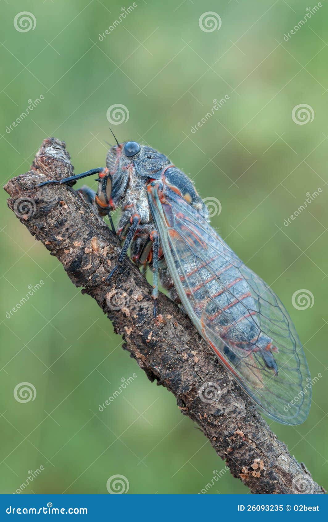 Cicada stock image. Image of wings, harvest, detail, macro - 26093235