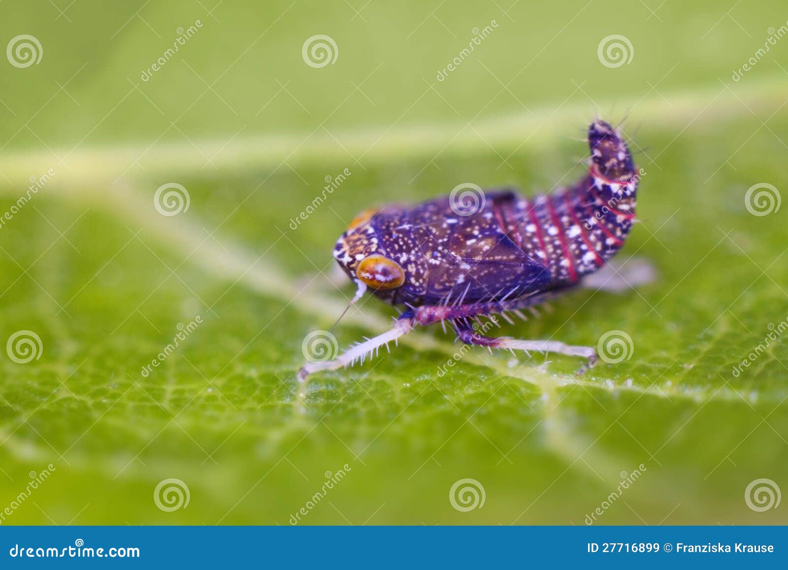 Cicada stock image. Image of purple, botany, insect, floral - 27716899