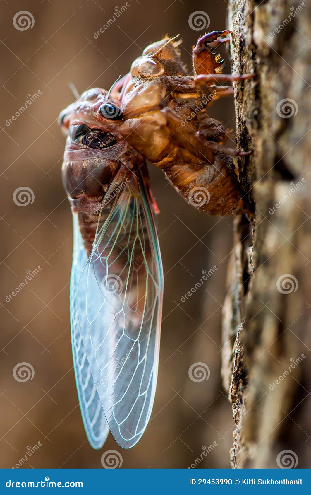 Cicada stock photo. Image of tree, bark, animal, forest - 29453990