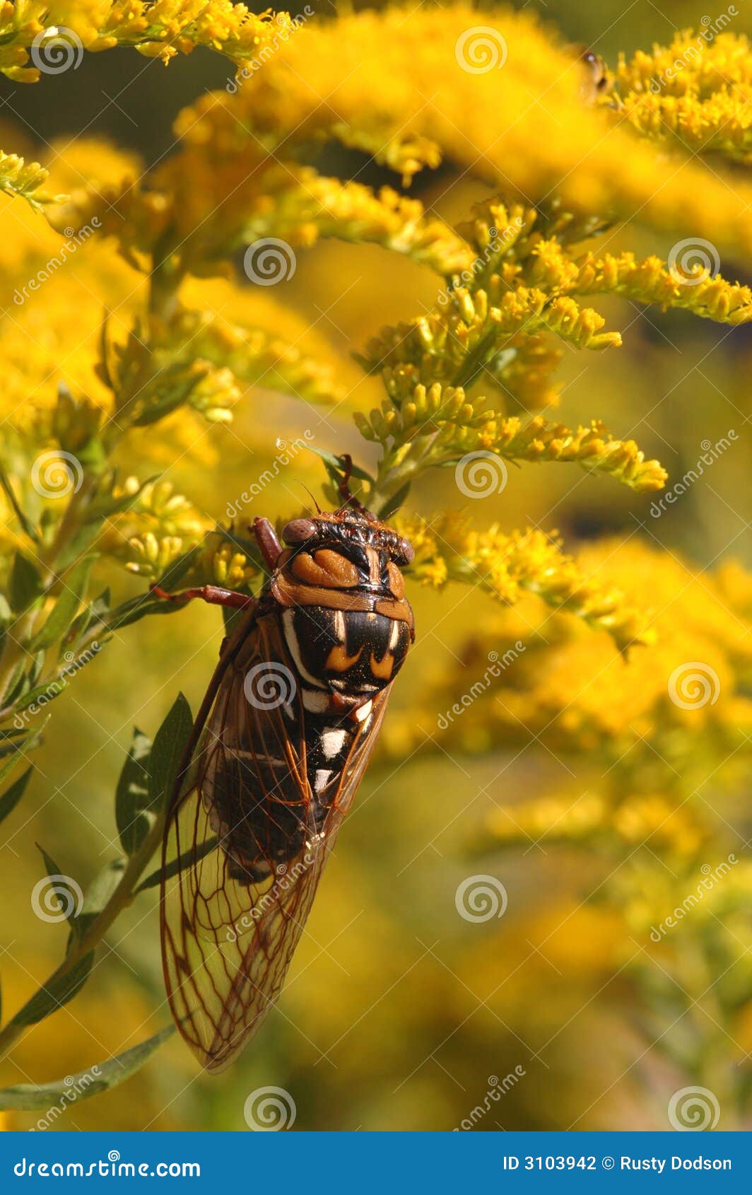 Cicada stock photo. Image of fauna, colors, life, wildlife - 3103942