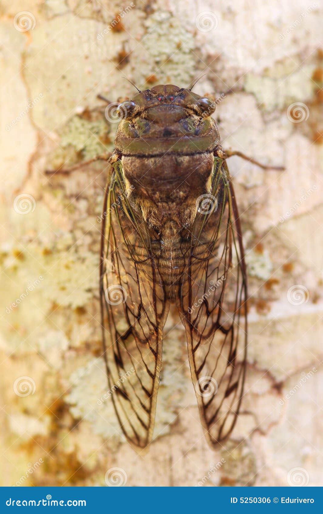 Cicada stock photo. Image of shell, head, vein, wings - 5250306