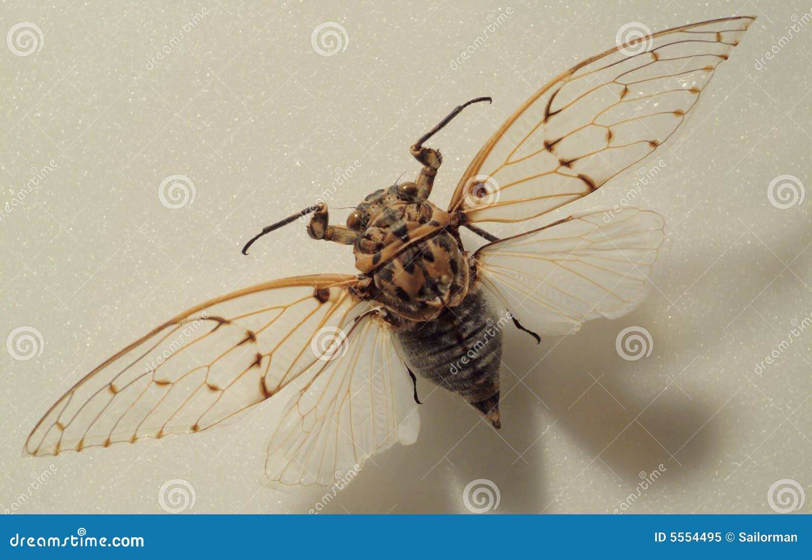 Cicada stock image. Image of flies, wings, insect, cicadoidea - 5554495