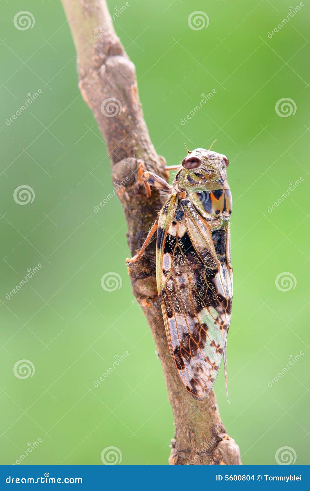 Cicada stock photo. Image of wildlife, nature, colors - 5600804