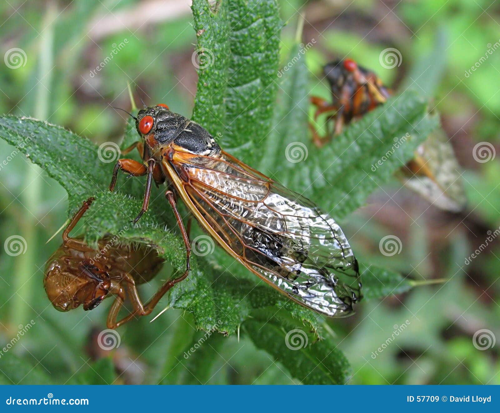 Cicada stock image. Image of flying, plant, pennsylvania - 57709