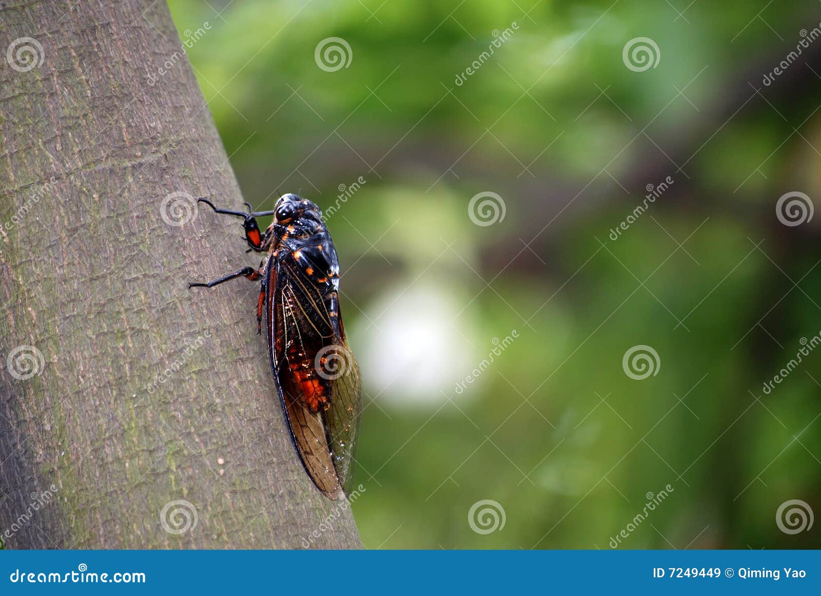Cicada stock image. Image of singing, loud, noise, research - 7249449