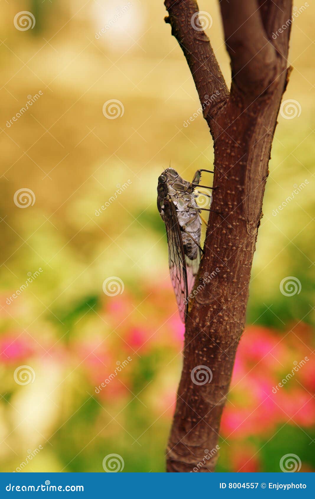 Cicada stock image. Image of legs, yellow, detailed, detail - 8004557