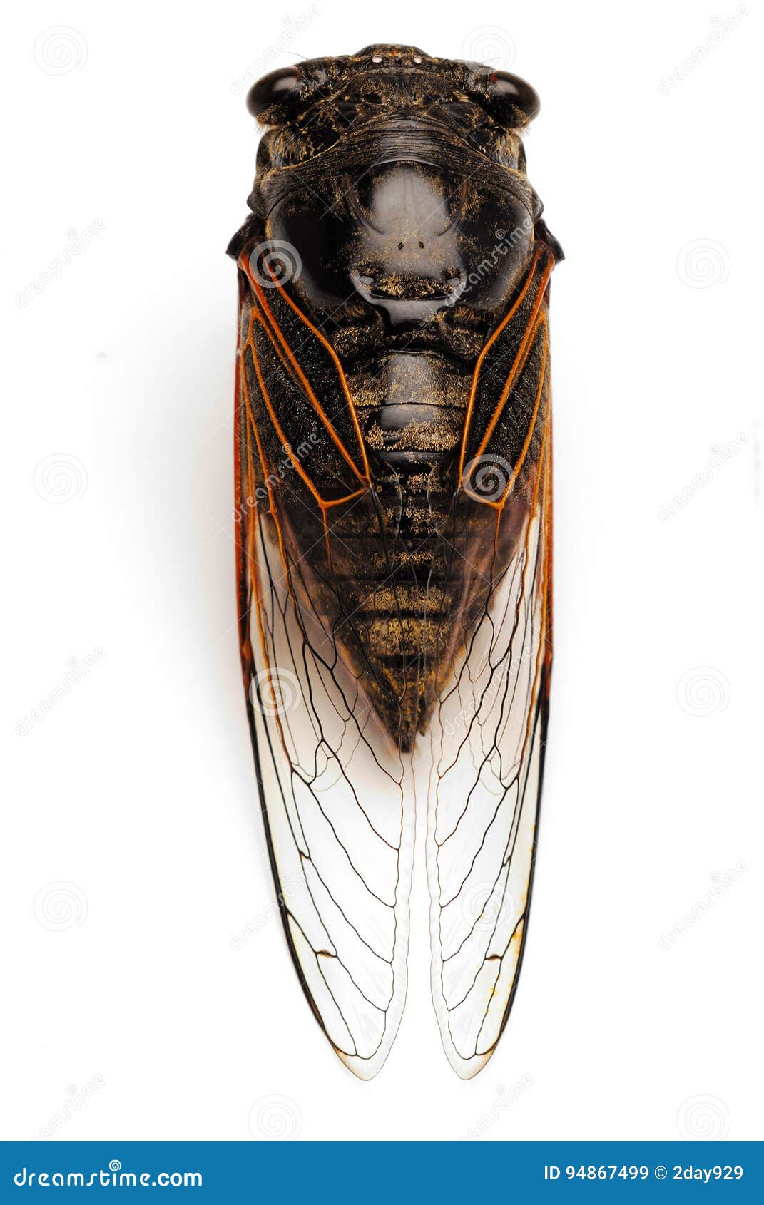 Cicada, Insect, Isolated White, Vertical Stock Image - Image of ...