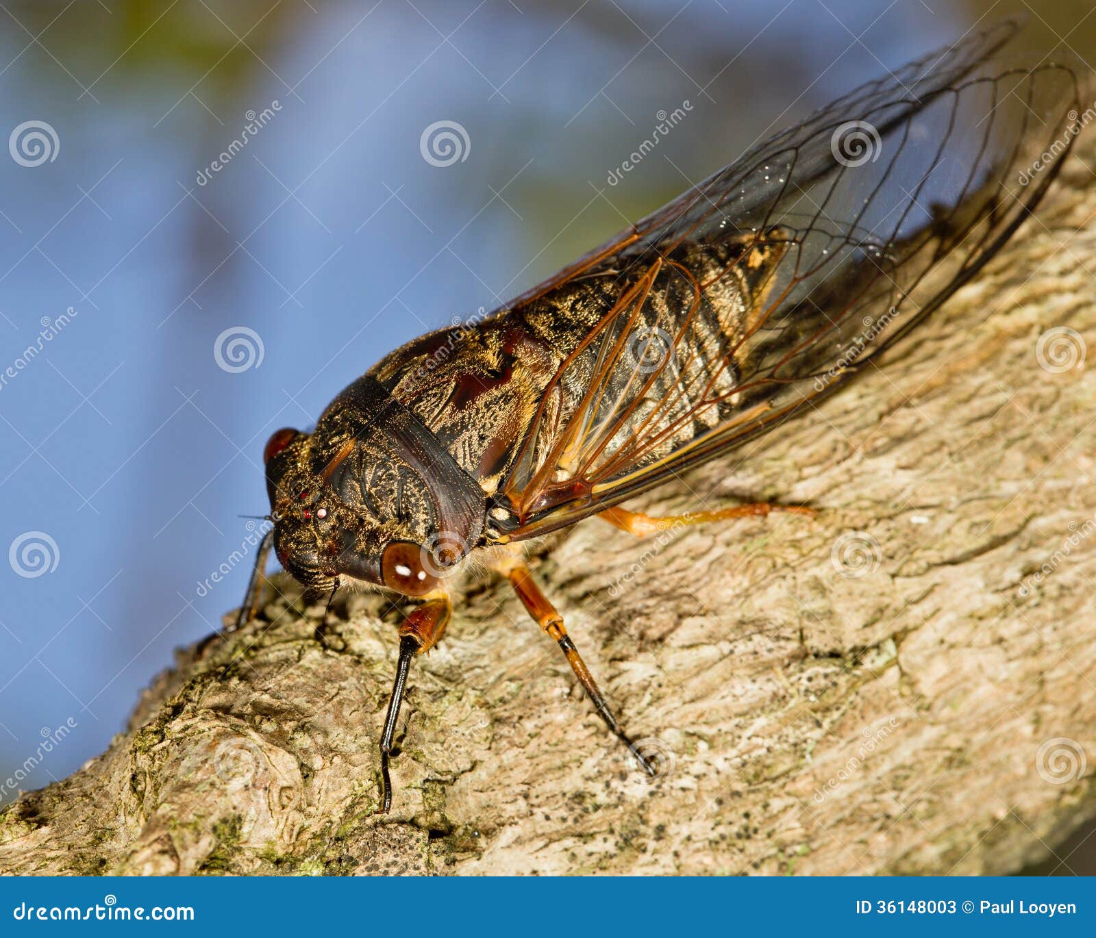 Black Prince Cicada Stock Photos - Free & Royalty-Free Stock Photos ...