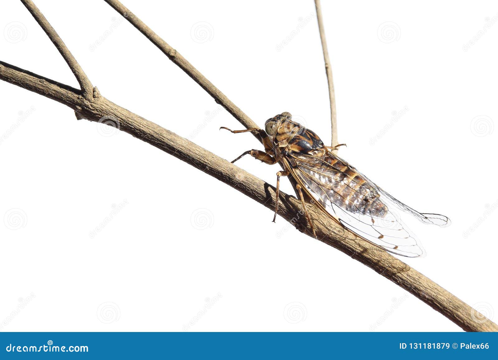 Cicada on the branch stock image. Image of head, forest - 131181879